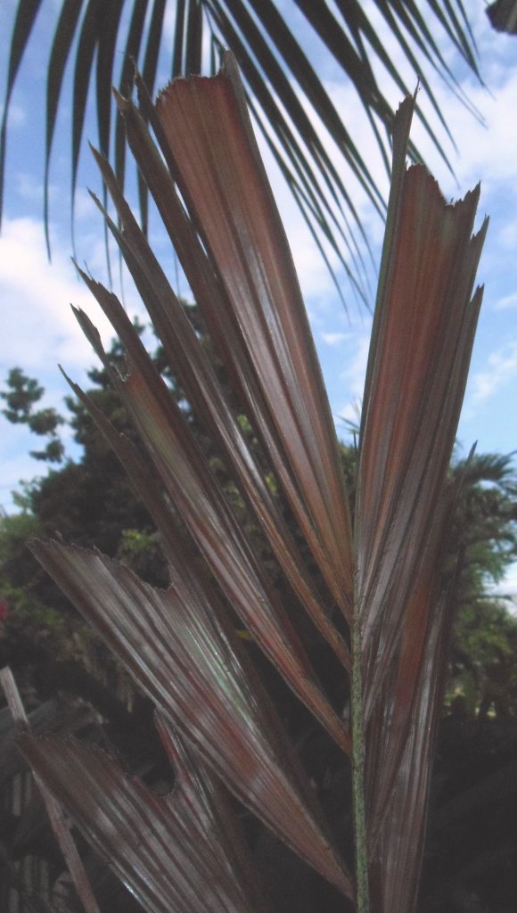 Ptychosperma waitianum | Palmpedia Forum